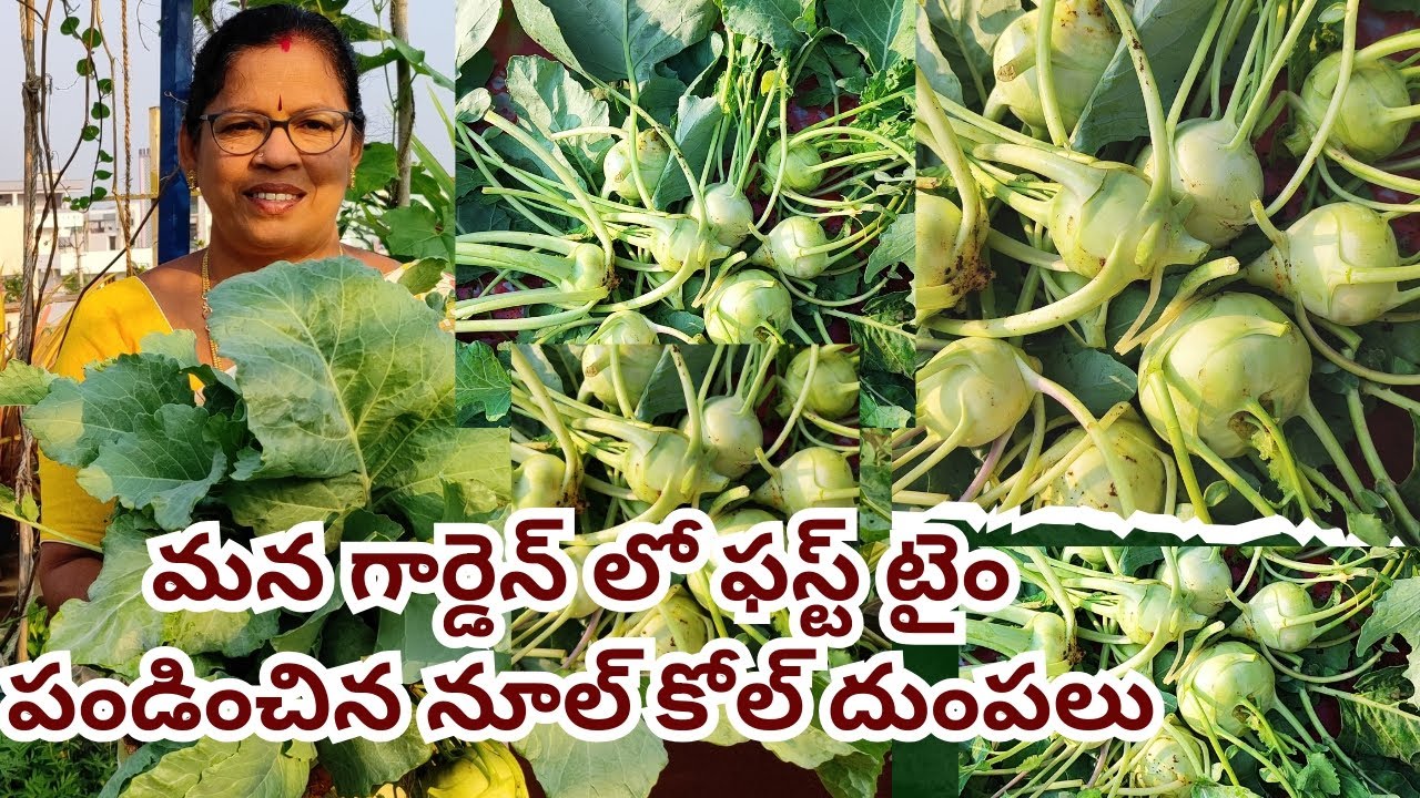 మన గార్డెన్ లో ఫస్ట్ టైం పండించిన నూల్ కోల్ దుంపలు#@Aadilakshmi terres ...