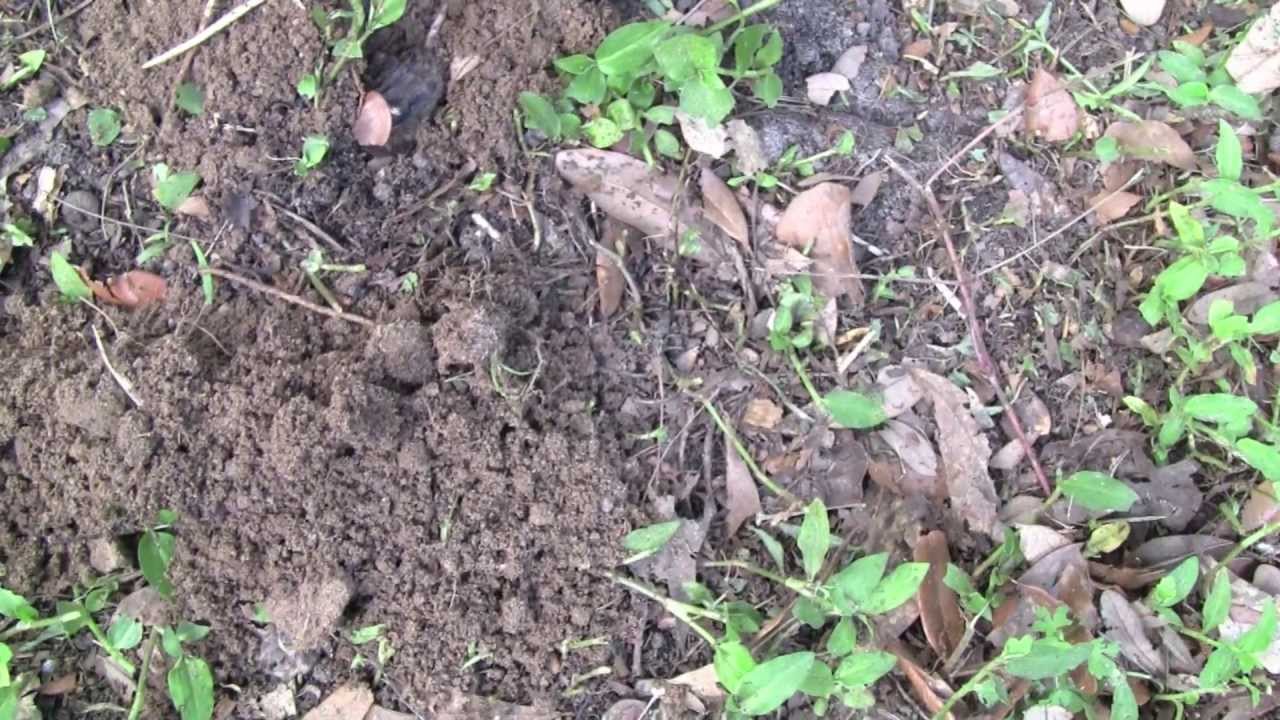 Mole Chasing Earthworms - YouTube