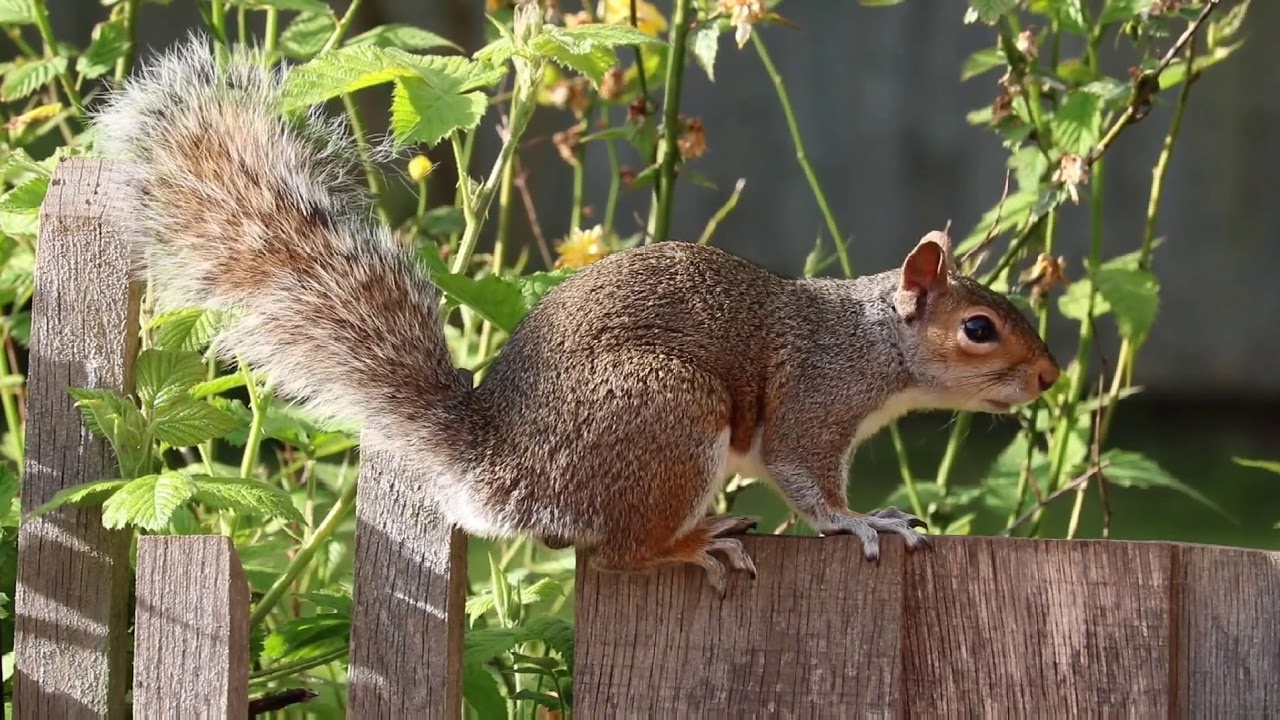 Squirrel nature beauty - YouTube