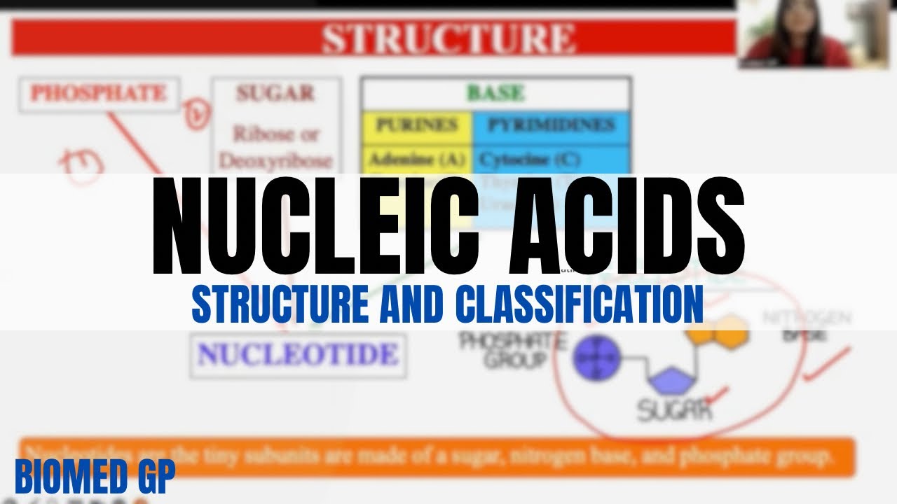 Nucleic Acids: Structure and Classification - YouTube