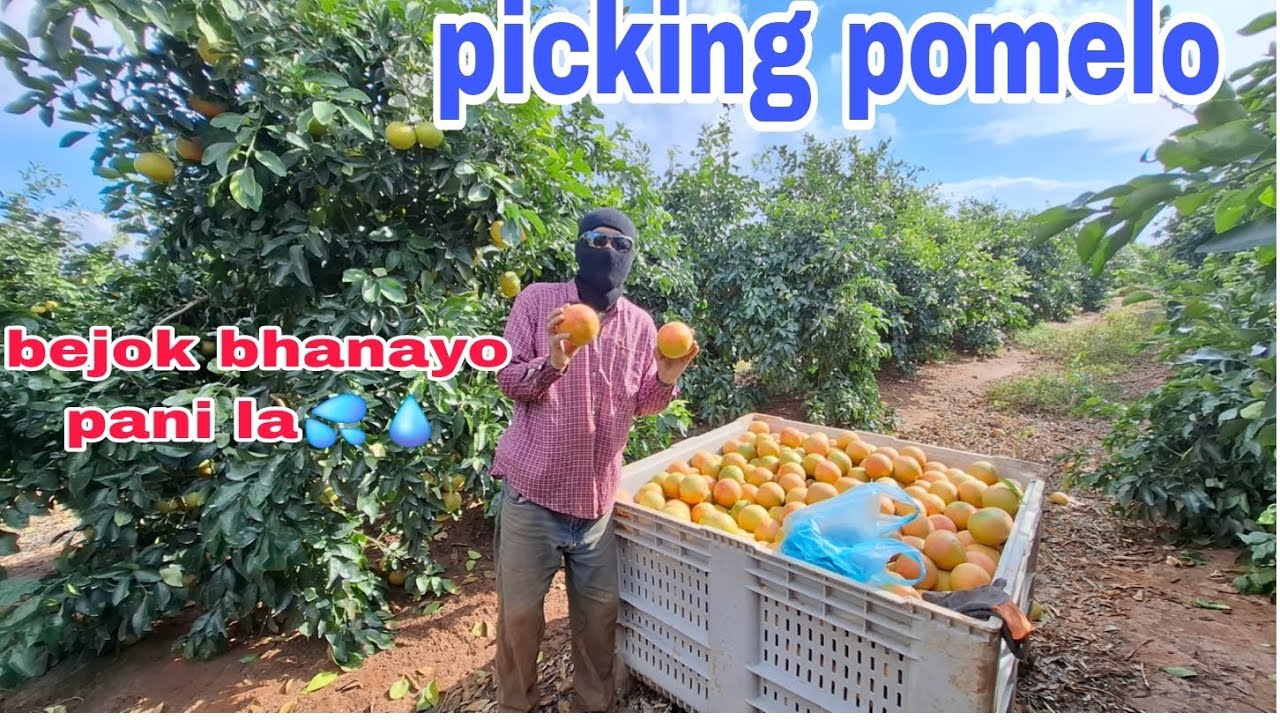 Agriculture vlogs !! Kam garna pani💧saro vayo ho pani la garda !!bejok ...