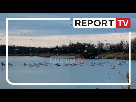 Moti i ngrohtë i shtyn shtegtimin e flamingove e pelikanëve kaçurrel, spektakël në Kune-Vain