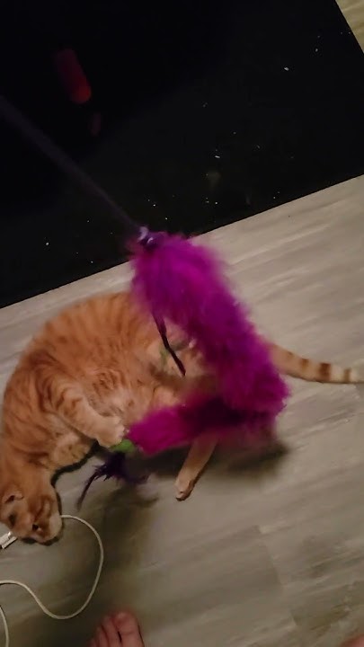 I Think Simba Found the Catnip Stash #shorts - YouTube