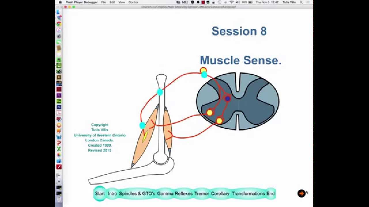 Lecture 8 Muscle Sense 2015 - YouTube