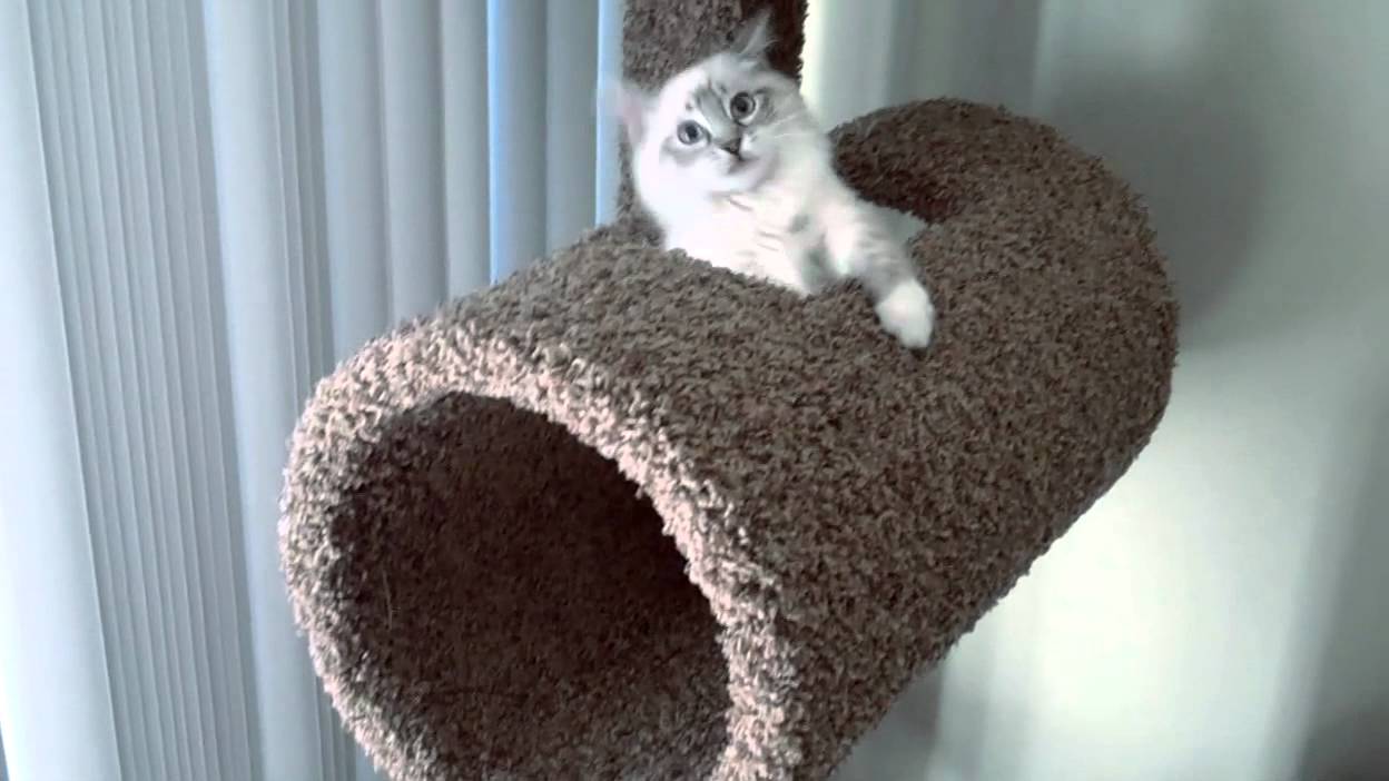 CUTE FLUFFY INCEPTION CAT FUNNY OMG LOL !!!%$$$ - YouTube