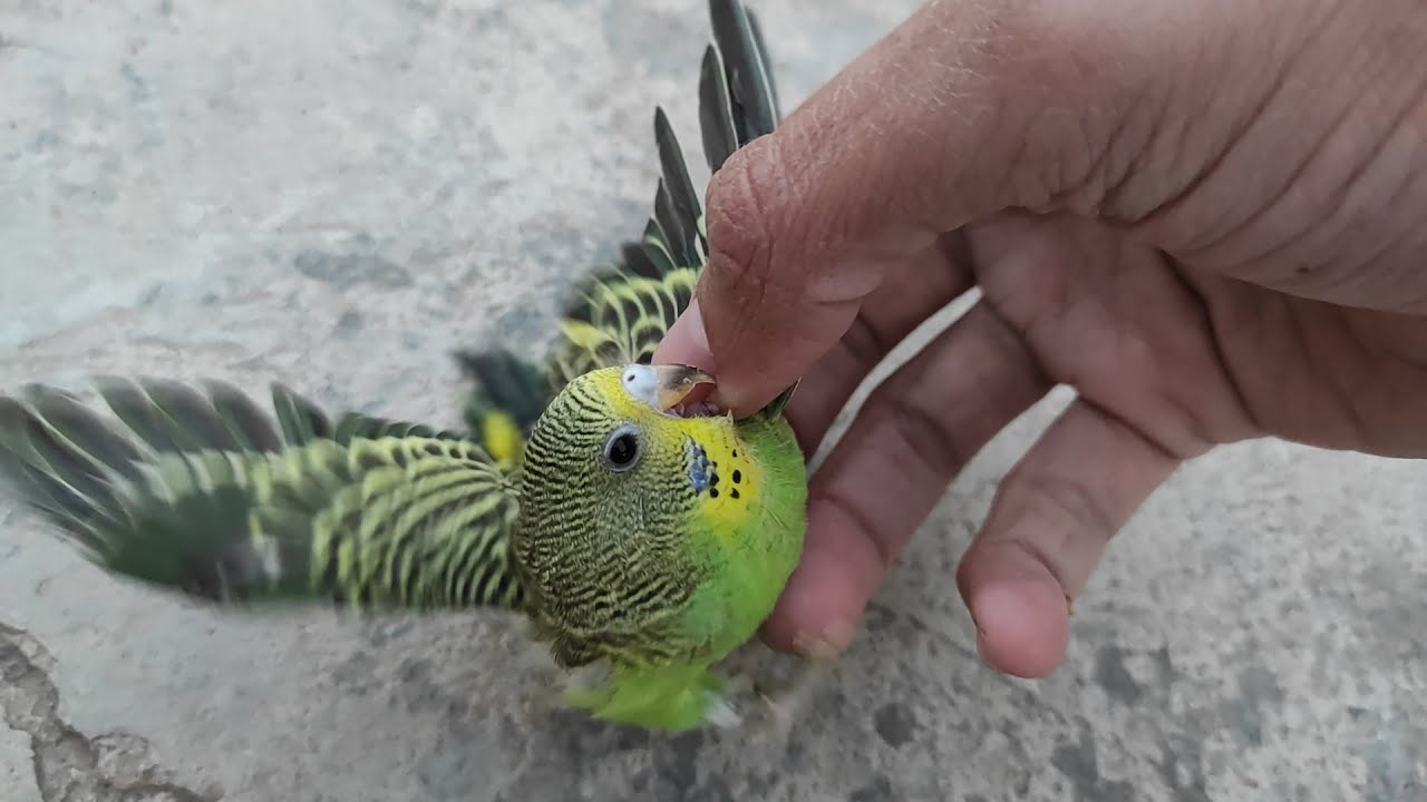 Blind Parrot Reaction to Sunlight ||Natural Sounds|| - YouTube