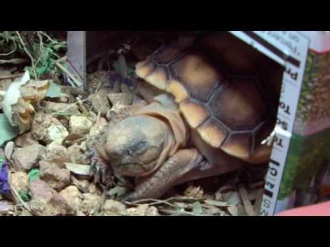Tiny Tortoise's Silly Sleeping Positions (Taco) - YouTube