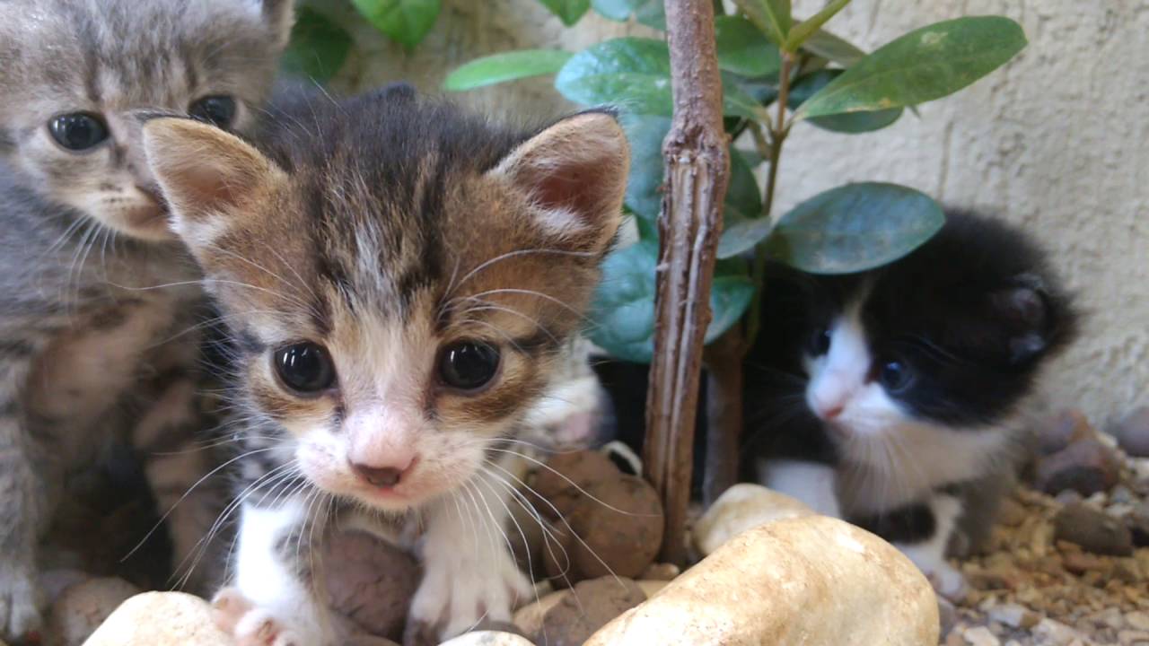 Filhotes de Gato brincando com 1 mês de nascidos - gatinhos muito fofos ...