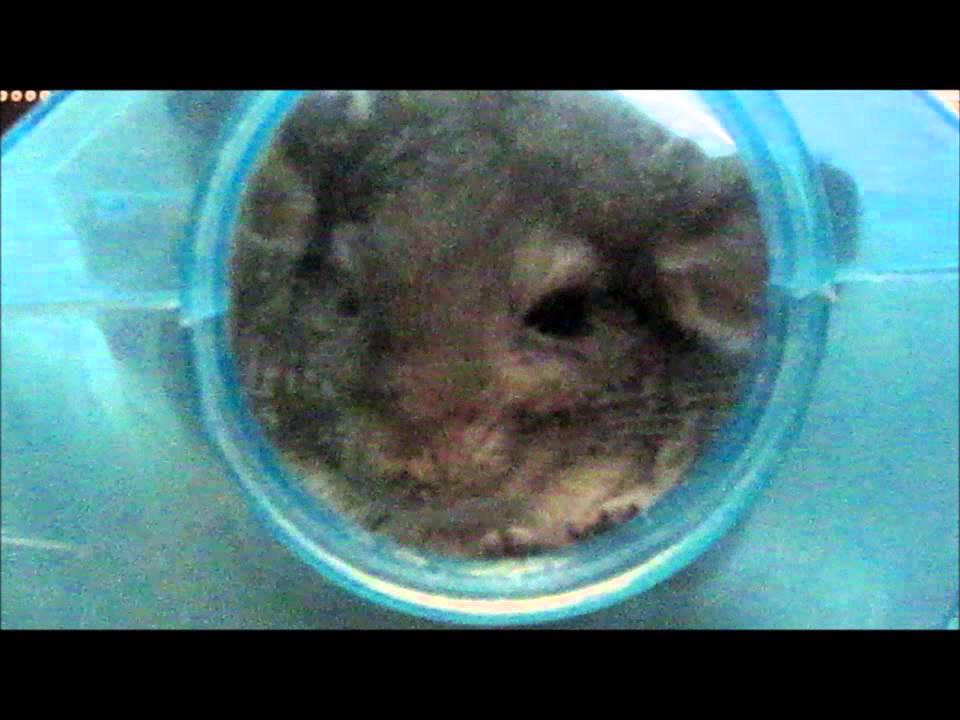 Fat Chinchilla - YouTube