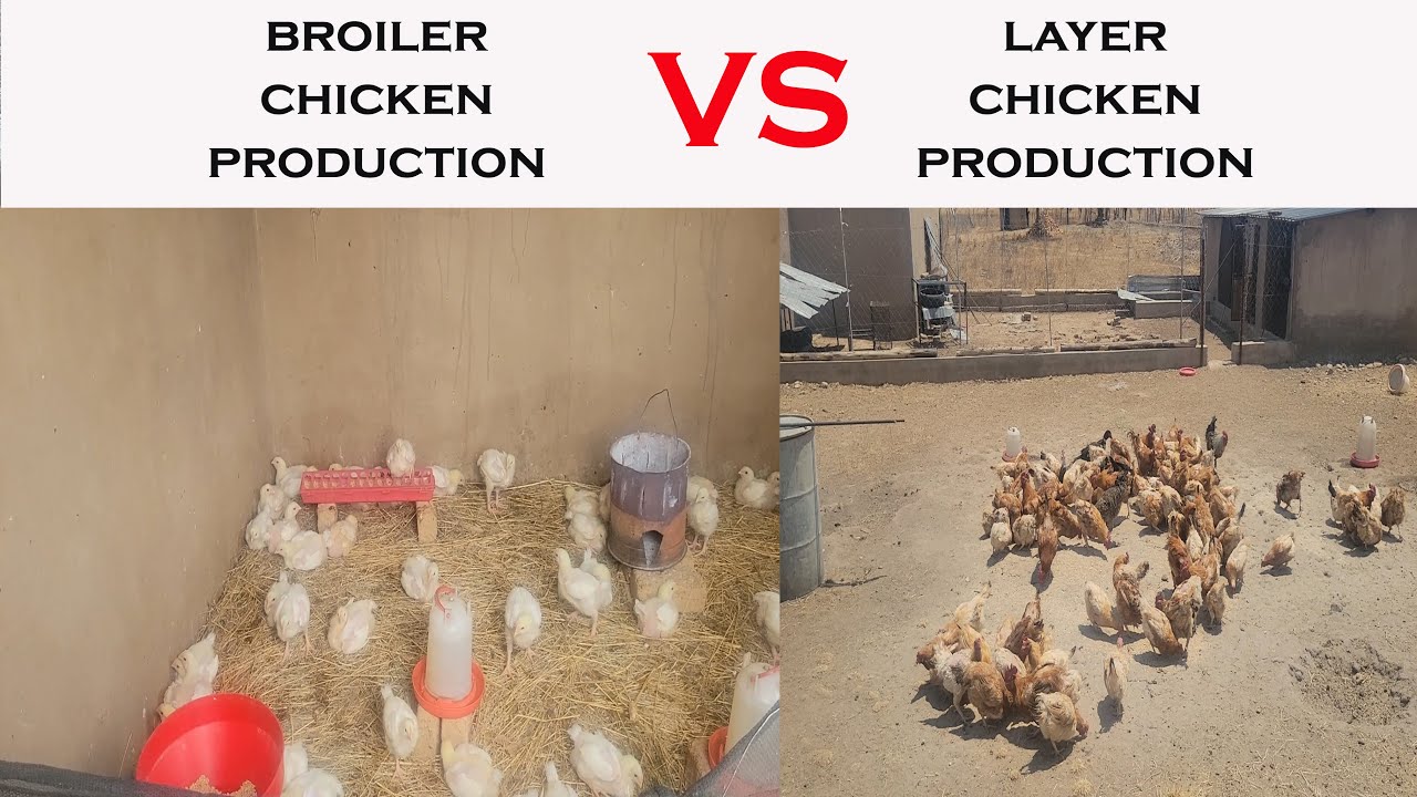 Layers vs. Broilers Which Chicken Farming is More Profitable ? - YouTube