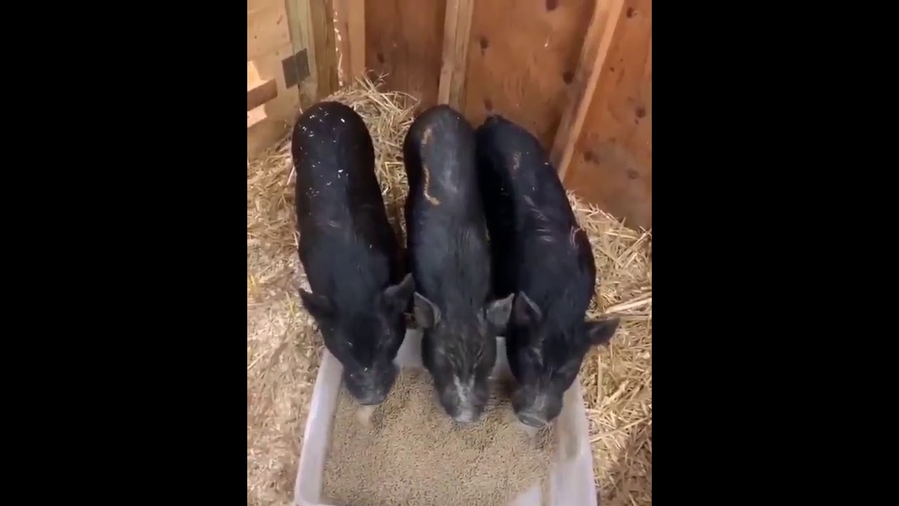 Pigs Rescued From Horrendous Hoarding Property - YouTube