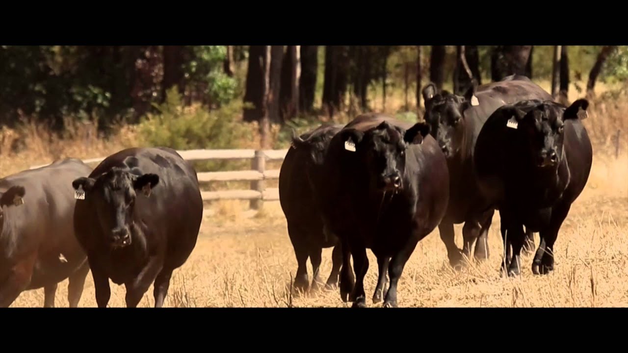 Cherylton Angus Farm 2016 - YouTube