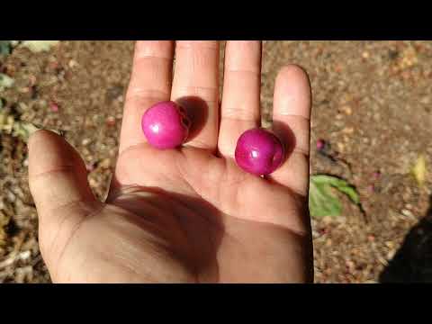 Lilly Pilly (Syzygium paniculatum)