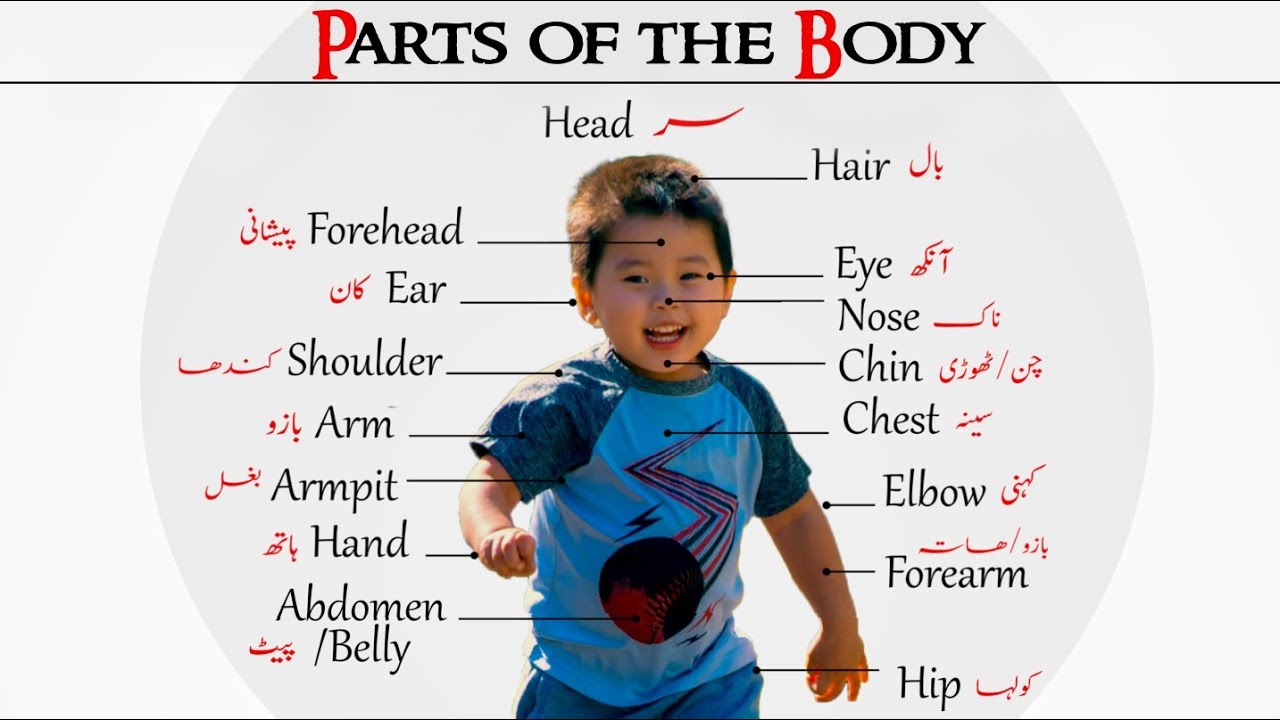 PARTS OF THE BODY | learn internal & external parts of the body in ...