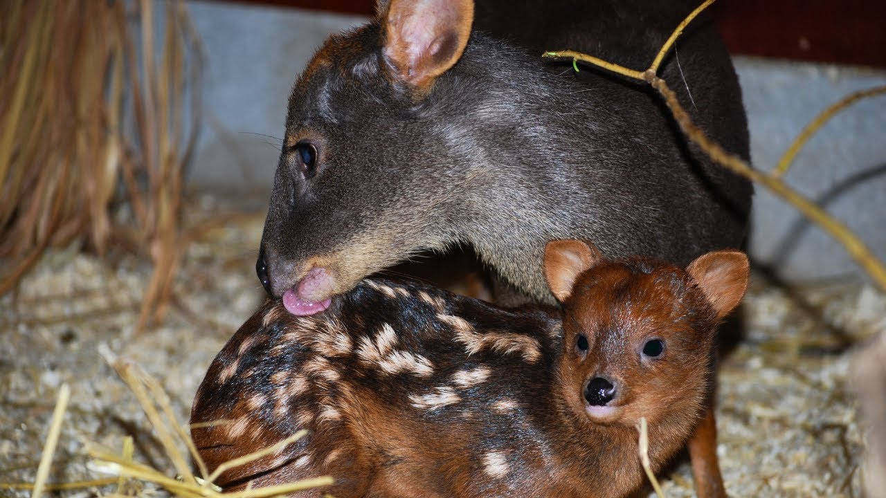 Southern Pudu: World's Smallest Deer - YouTube