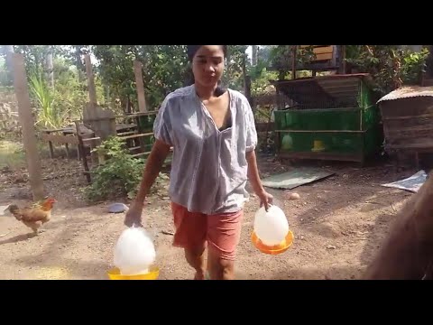 Rural life Super Nice mother, Beautiful mother skill care,Nice mother feed chicken backyard