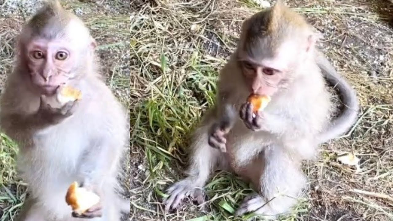 How Cute Monkey Dodo Eats Bread for the First Time - YouTube