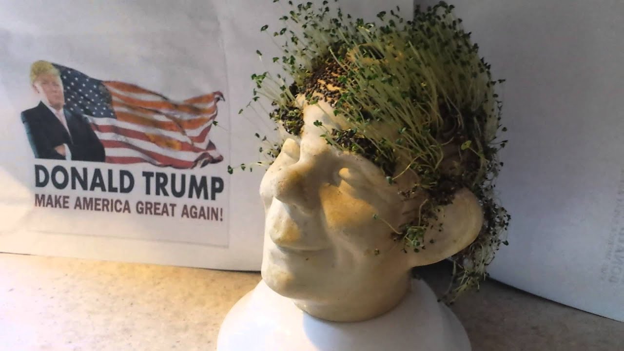 Donald Trump Chia Head - YouTube