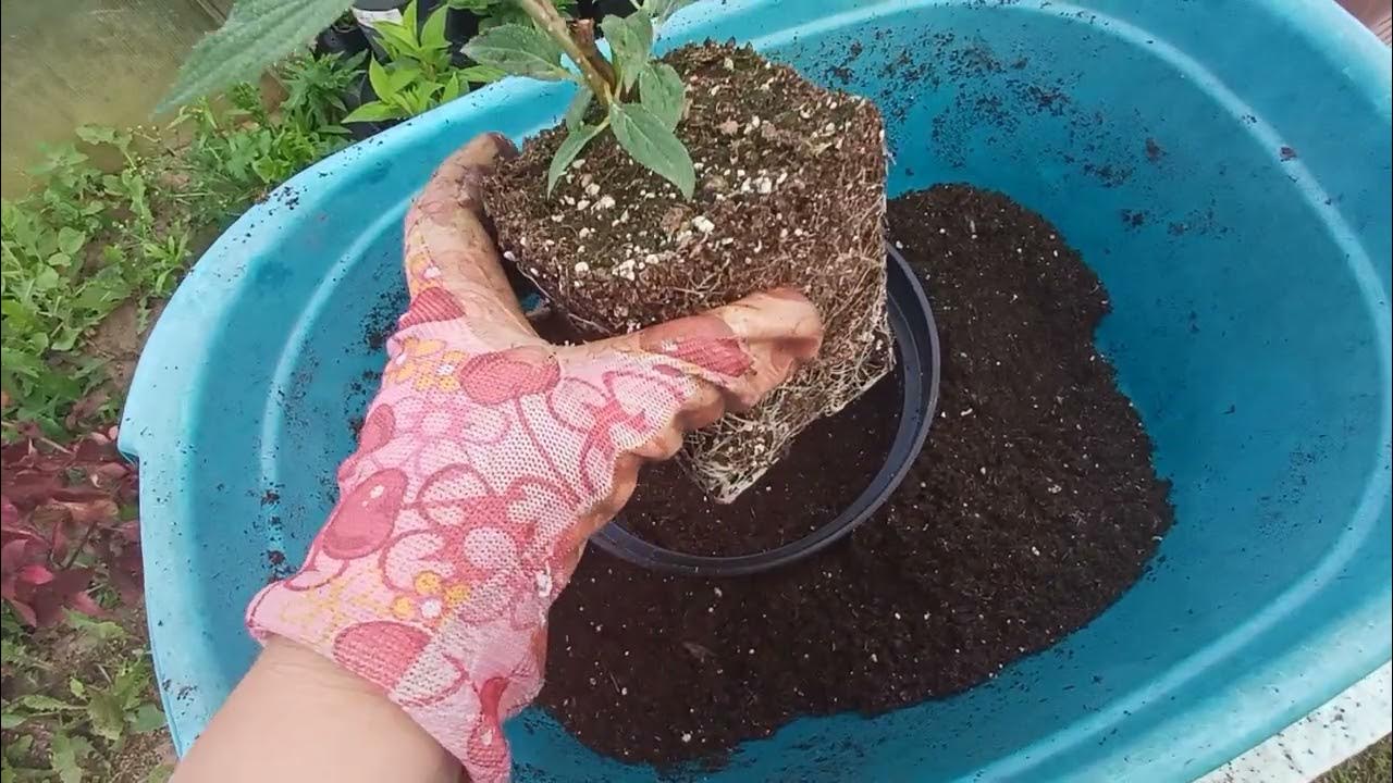 Увеличивайте объем горшка для гортензий постепенно, самый лучший ...