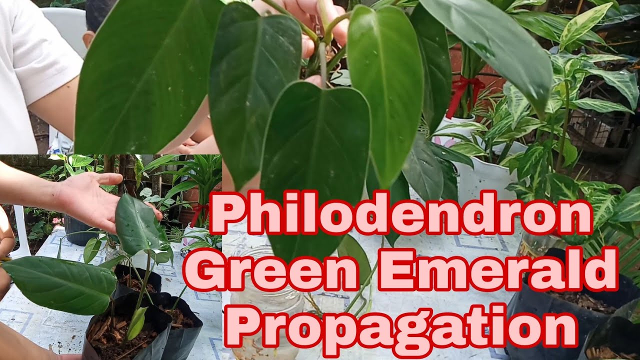 Philodendron Green Emerald Propagation - YouTube