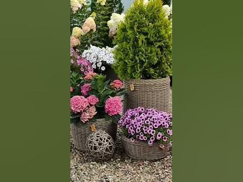 Гортензии в кашпо #hydrangea #hydrangeaflower #hortensia #гортензия # ...