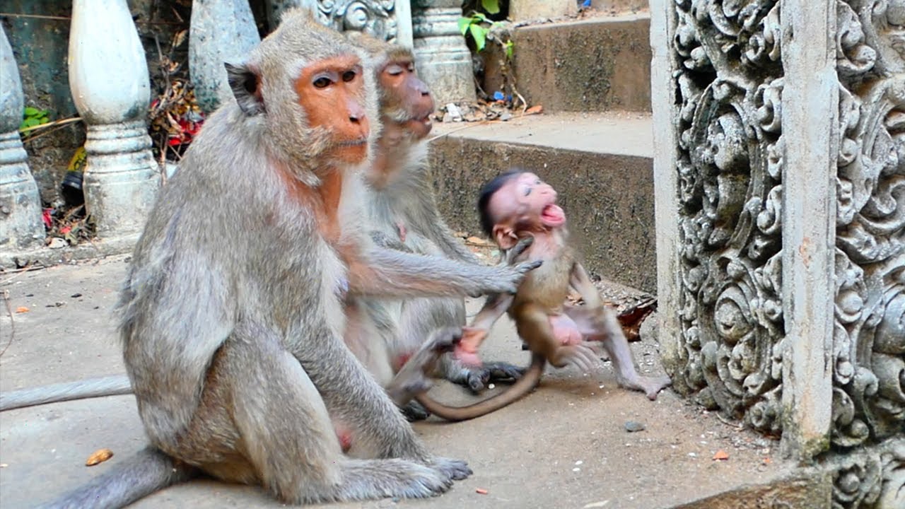 Sad Video ! Poor baby tiny MATOS crying out so hurt - when Mom put the ...