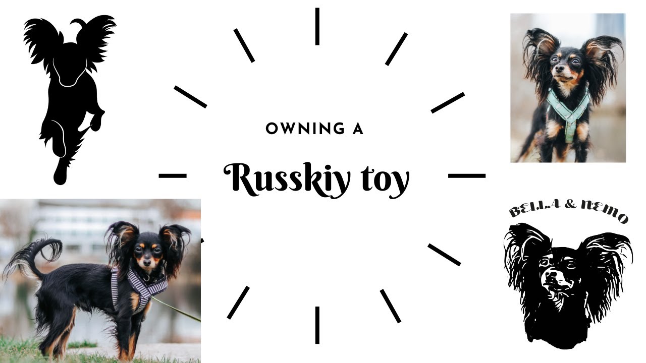OWNING A DOG - RUSSKIY TOY / RUSSIAN TOY - Reasons to love the breed ...