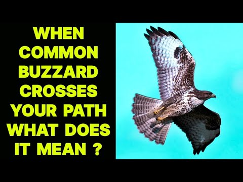 WHAT DOES IT MEAN WHEN COMMON BUZZARD BIRD CROSSES YOUR PATH ? - YouTube