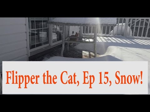 Flipper the Cat, Ep 15, Snow! - YouTube