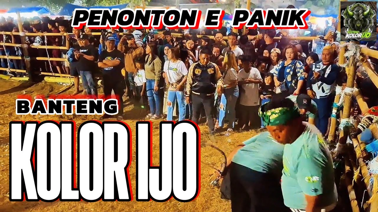 KALAP⁉️ BANTENG KOLOR IJO🔥 PENONTON FULL OLAHRAGA MALAM😅 - YouTube