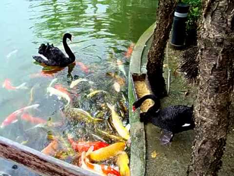 Black Swans Feeding Koi Fish #3 - YouTube