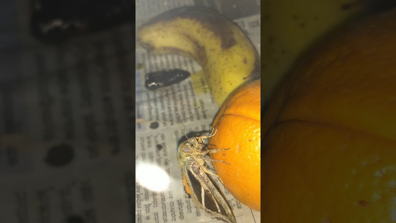 Fruit sucking moth (FSM) - YouTube