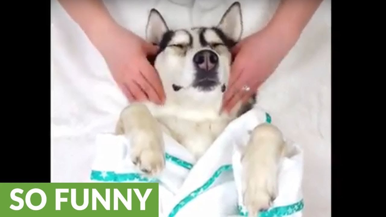 Husky has "ruff" week, gets relaxing massage - YouTube