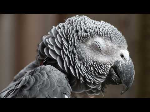 10. İnsanlardan Azat Olma, Yetki ve Şöhret  Tutkusu - Allah'a Dönüş - Hâris el-Muhâsibî