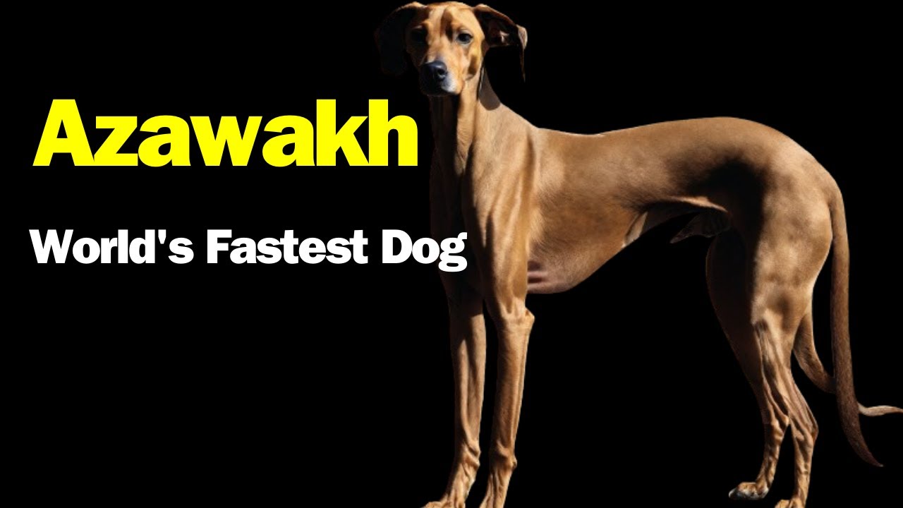 Azawakh Get ready to embark on an extraordinary journey into the ...