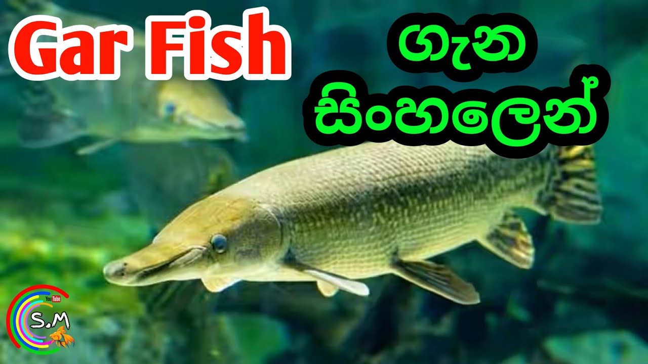 Gar Fish Care & Common TYPES of GAR in Sinhala - YouTube