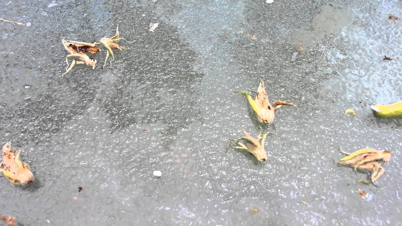 Pickle Worm Infestation Part 2 of 3 - YouTube