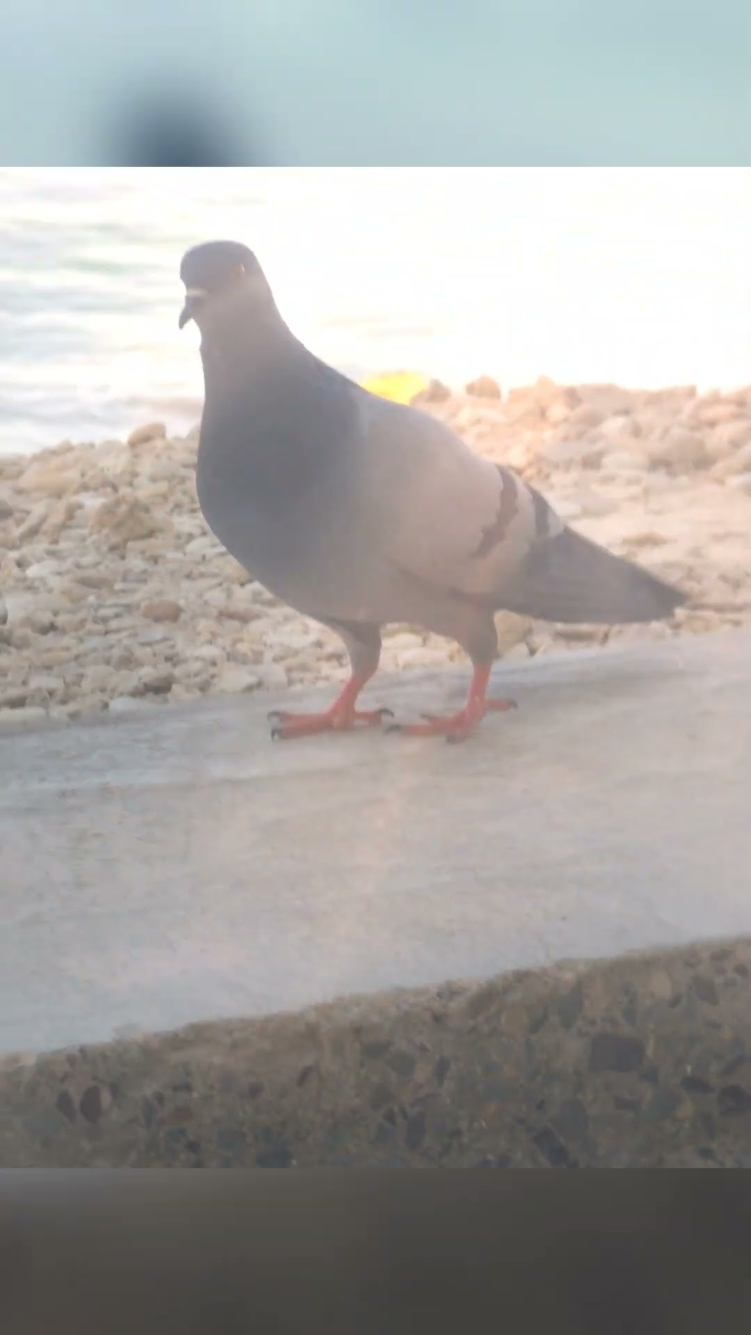 Adorable Pigeon Takes a Stroll Along the Waterfront - A Soothing Nature ...