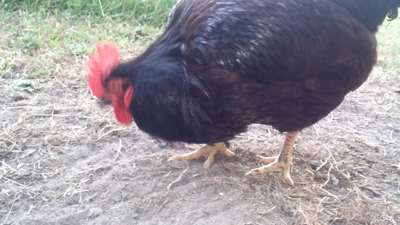 Rhode Island Red cockerels - YouTube