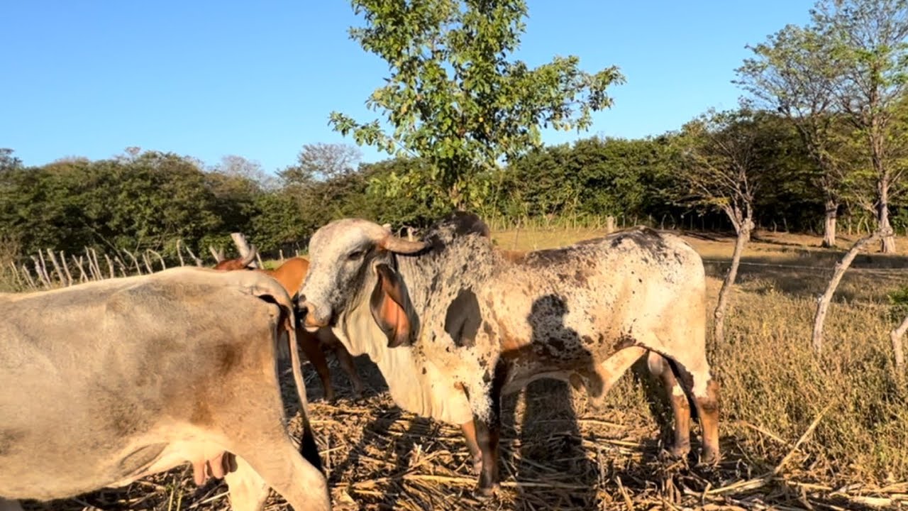 Toro , Gyr con indobrazil y mostrando las novillas pequeñas - YouTube