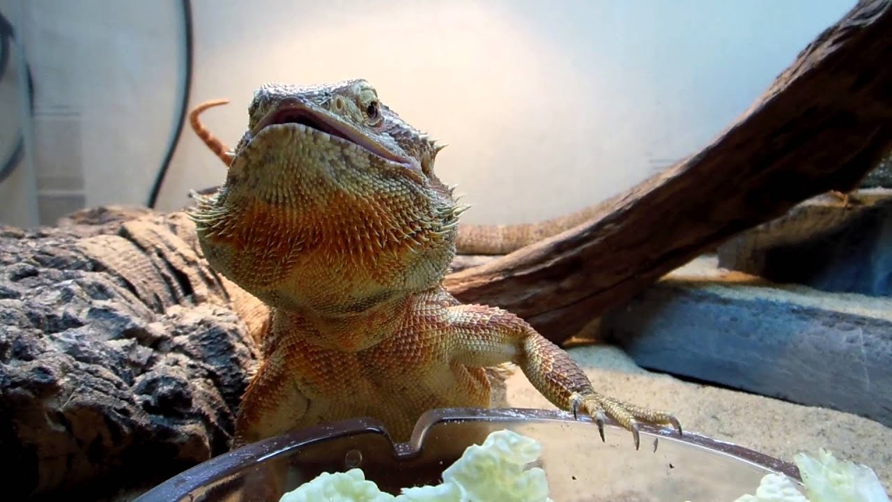 bearded dragon eats grasshopper - YouTube