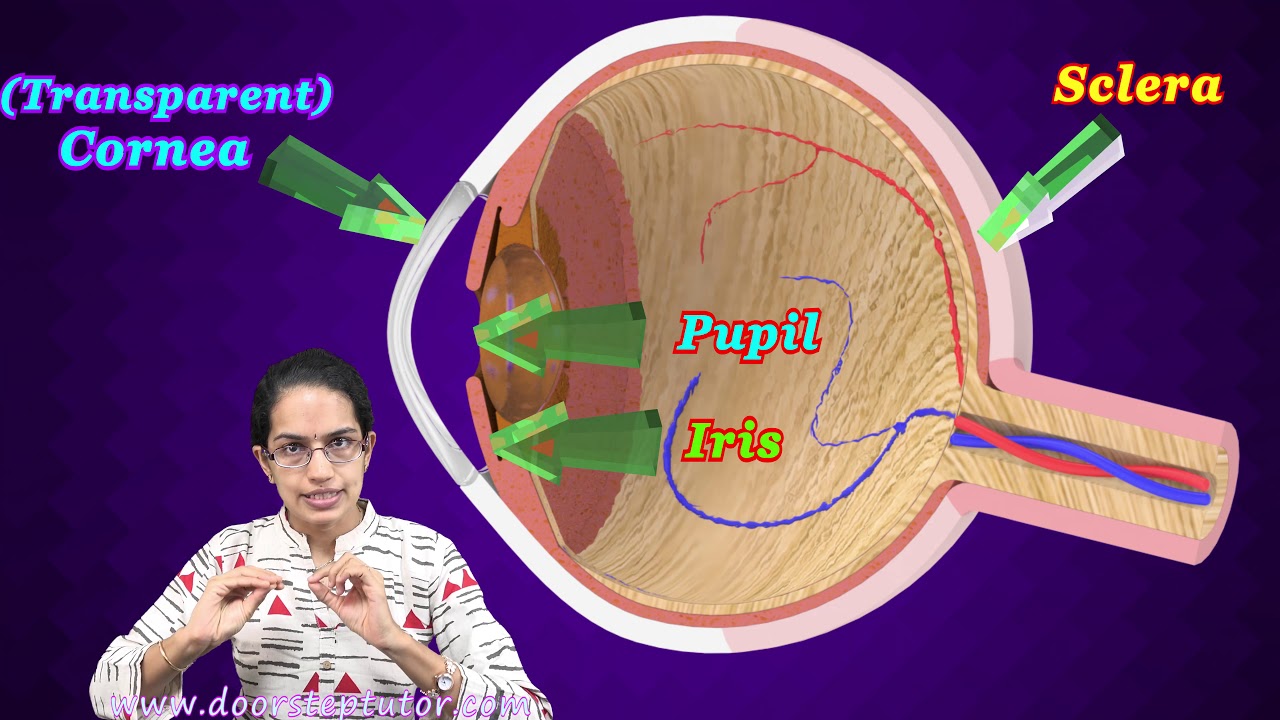 Structure of Eye: Cornea, Sclera, Pupil, Iris, Retina, Fovea, Blind ...