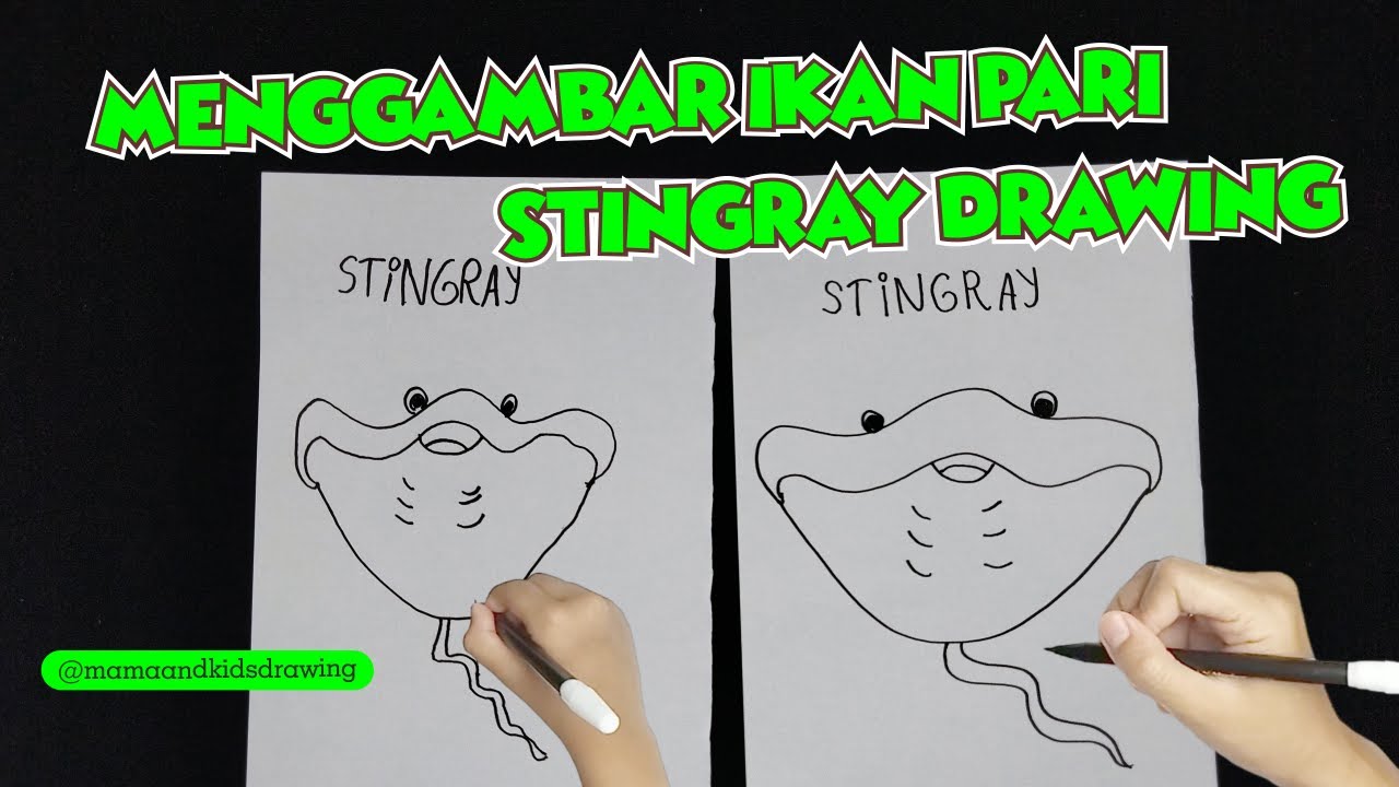 menggambar ikan pari - stringray drawing - YouTube