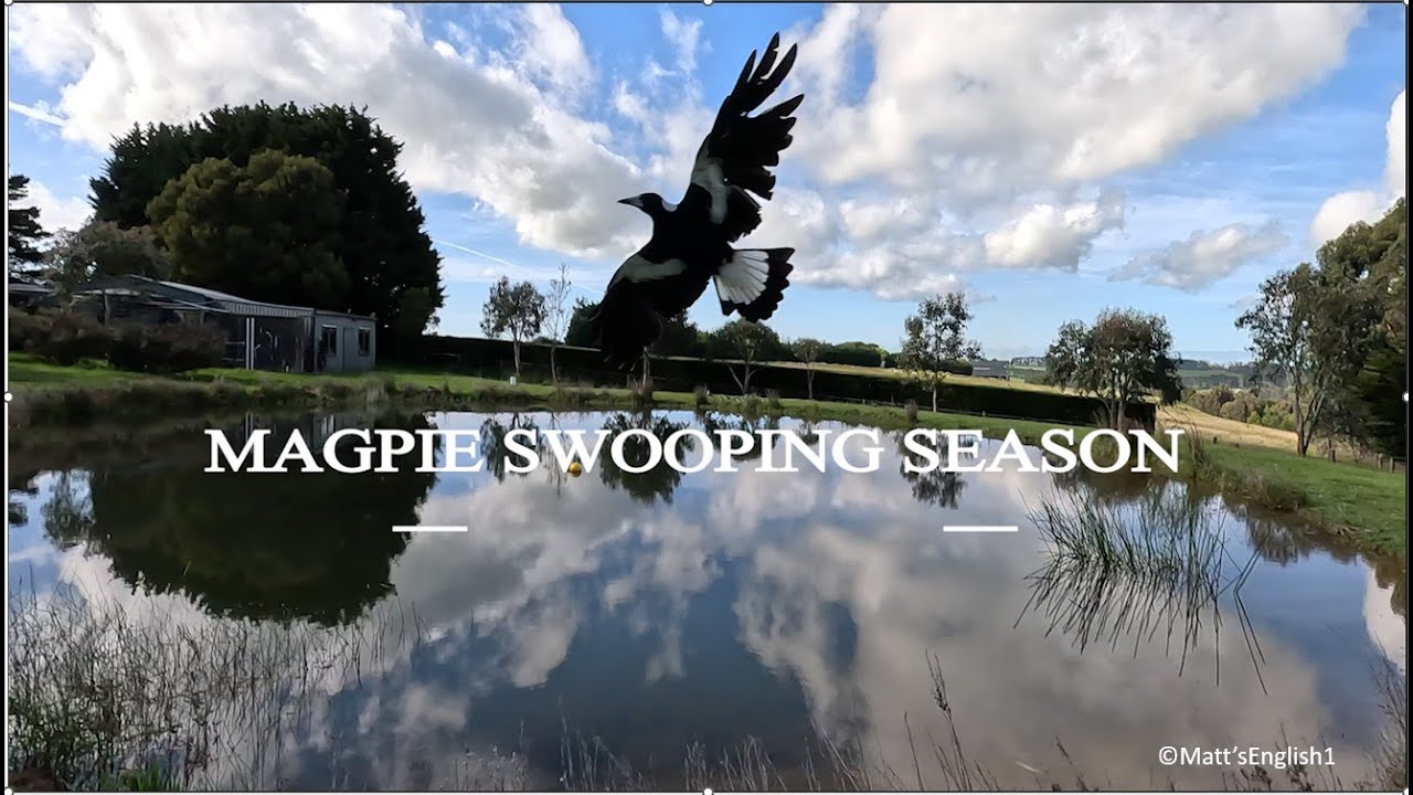 Magpie Swooping Season Is Here! - YouTube