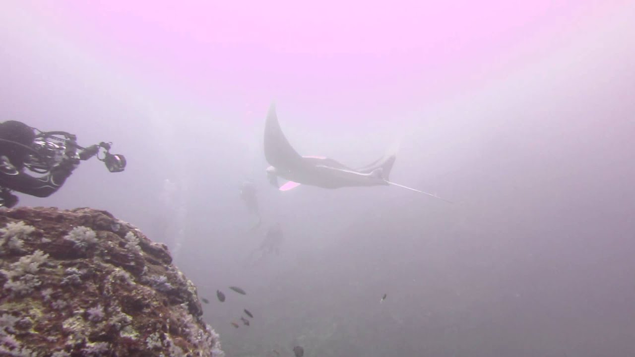 manta ray - YouTube