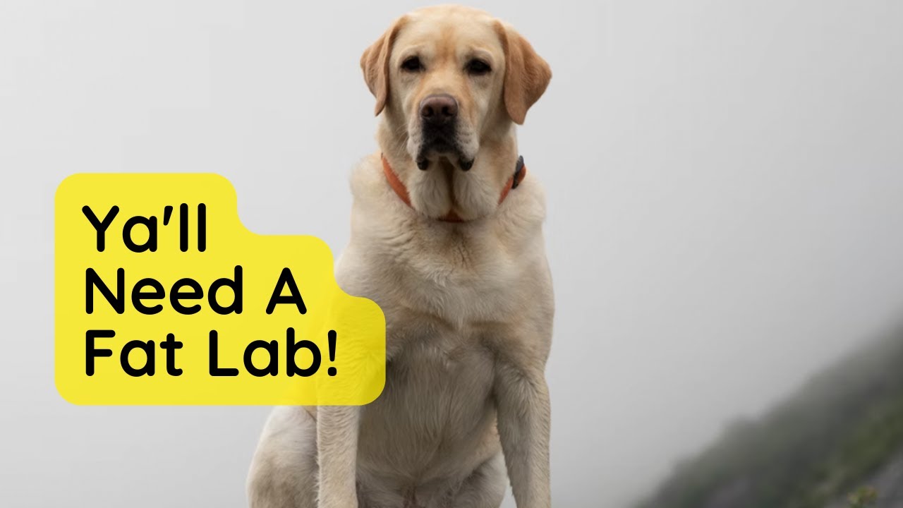Ya'll Need A Fat Lab - YouTube