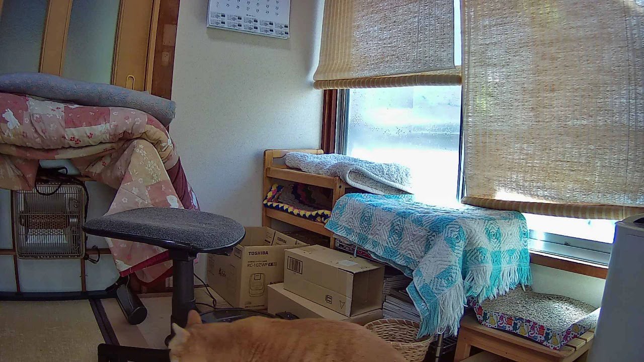 Nuko Nuko Cats Navigator - YouTube