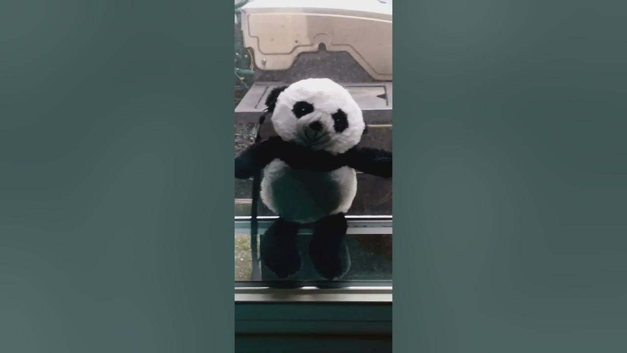 panda jr official music video - YouTube