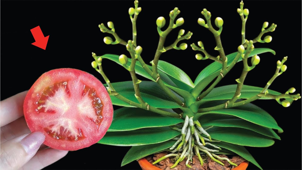 Just tomatoes! The secret to helping orchids bloom many buds and grow ...