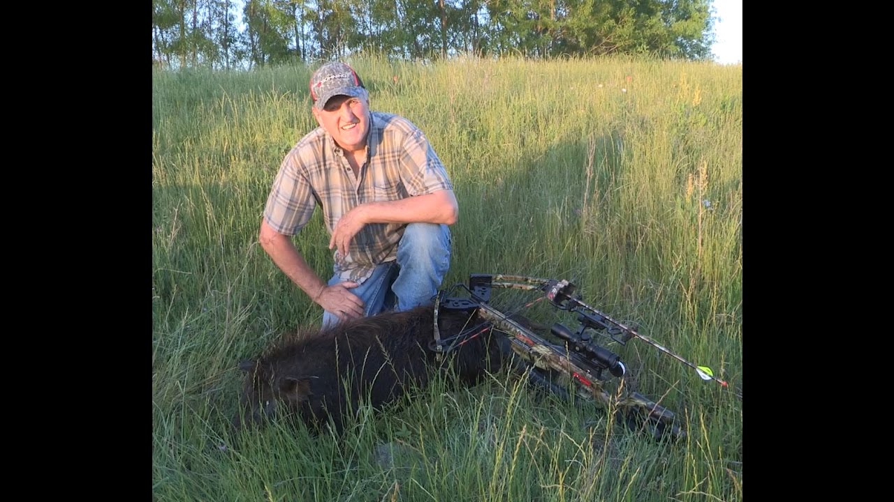 Wayne Bomstad Outdoors, TX Hog with Crossbow, May 2014 - YouTube